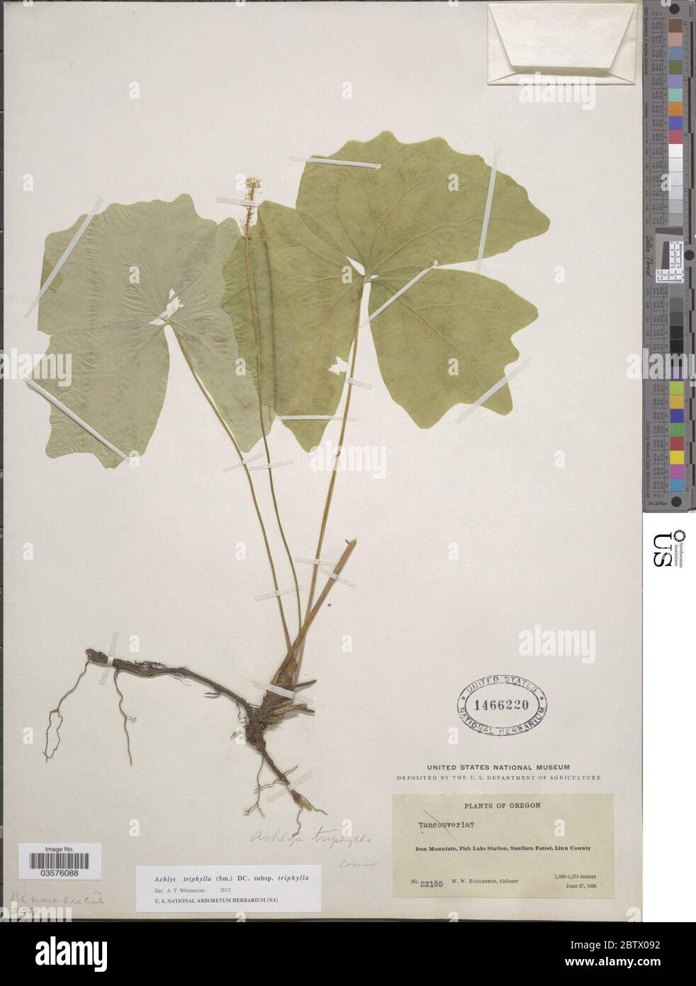 Achlys triphylla DC Stock Photo - Alamy