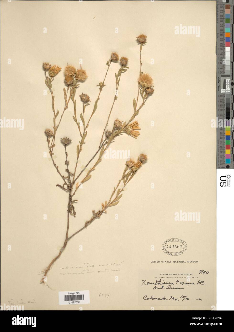 Xanthisma texanum hi-res stock photography and images - Alamy