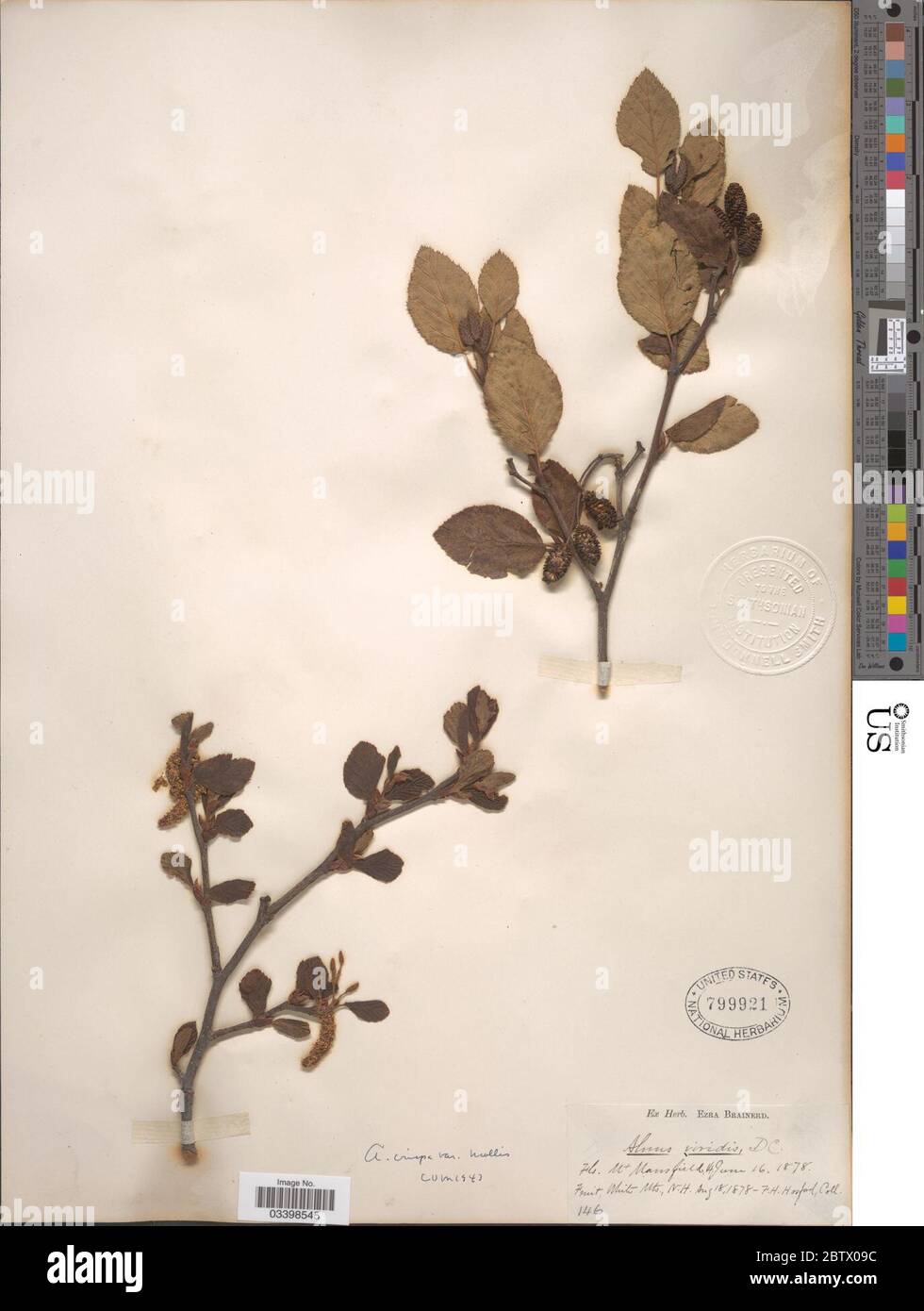 Alnus viridis subsp crispa Stock Photo - Alamy