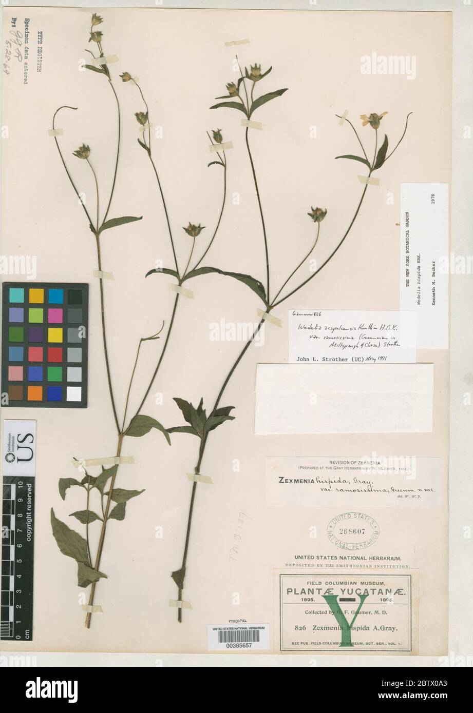 Zexmenia hi-res stock photography and images - Alamy