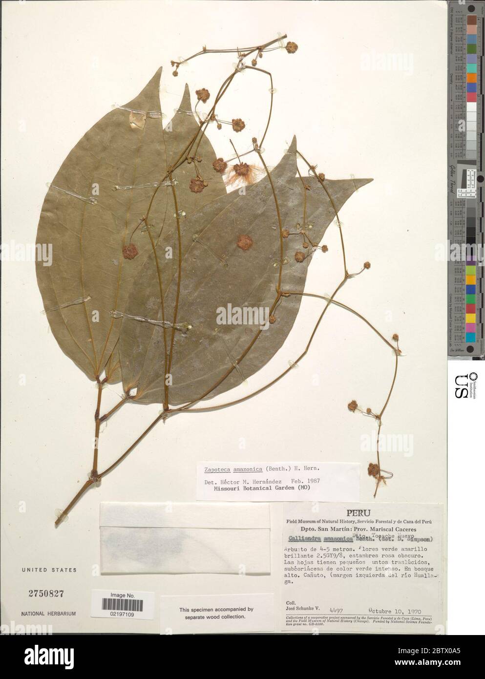 Zapoteca amazonica hi-res stock photography and images - Alamy