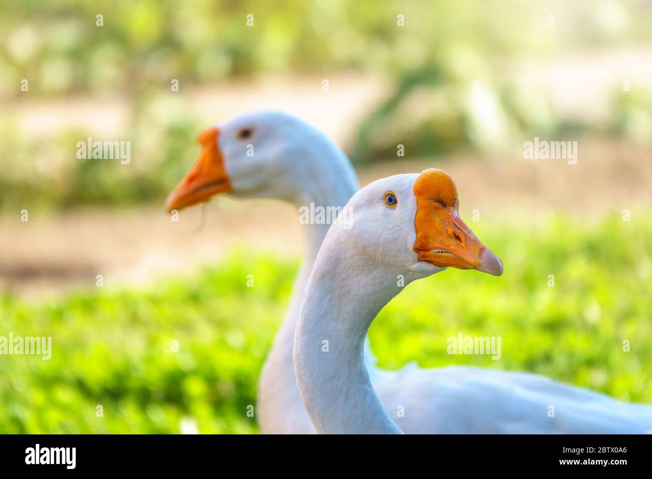 Portrait of two white geese on a bright sunny background. Domestic ...