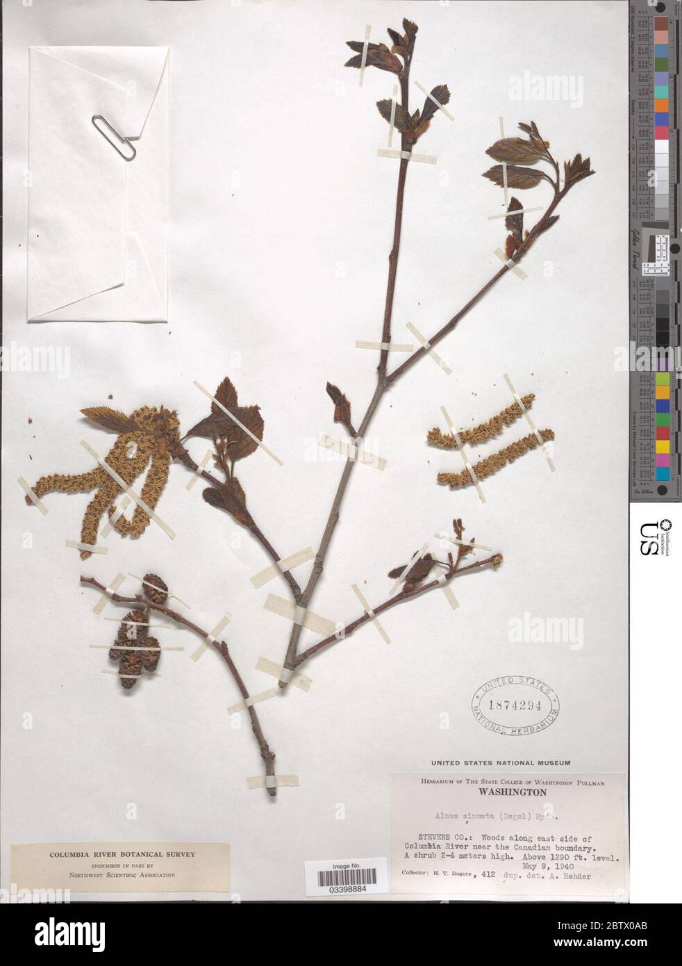 Alnus viridis subsp sinuata Regel Stock Photo - Alamy