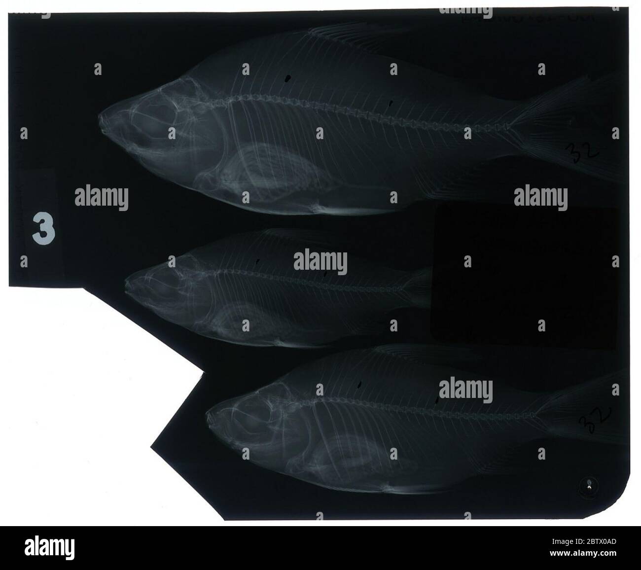 Curimata. 24 Oct 20181 Stock Photo - Alamy