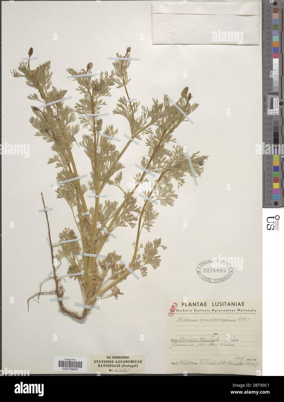 Adonis microcarpa DC Stock Photo - Alamy