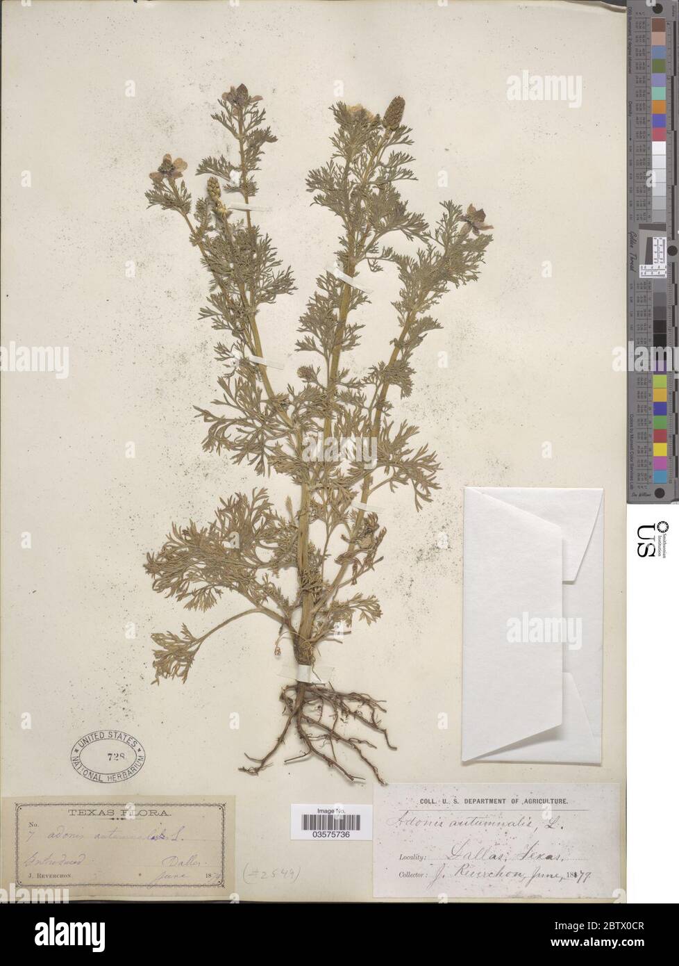 Adonis autumnalis hi-res stock photography and images - Alamy