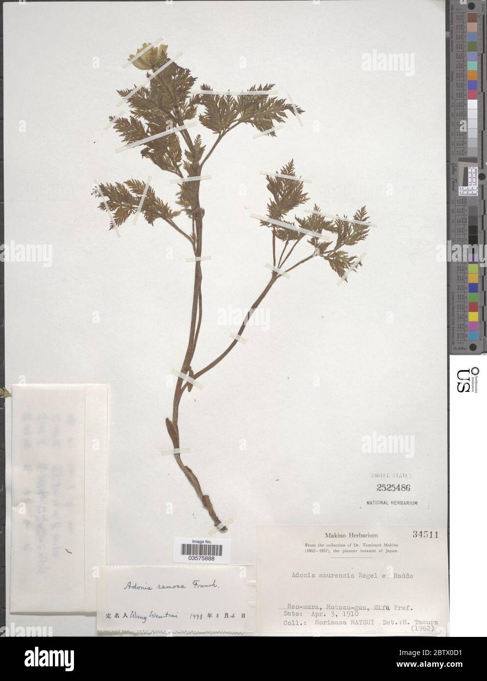 Adonis ramosa hi-res stock photography and images - Alamy