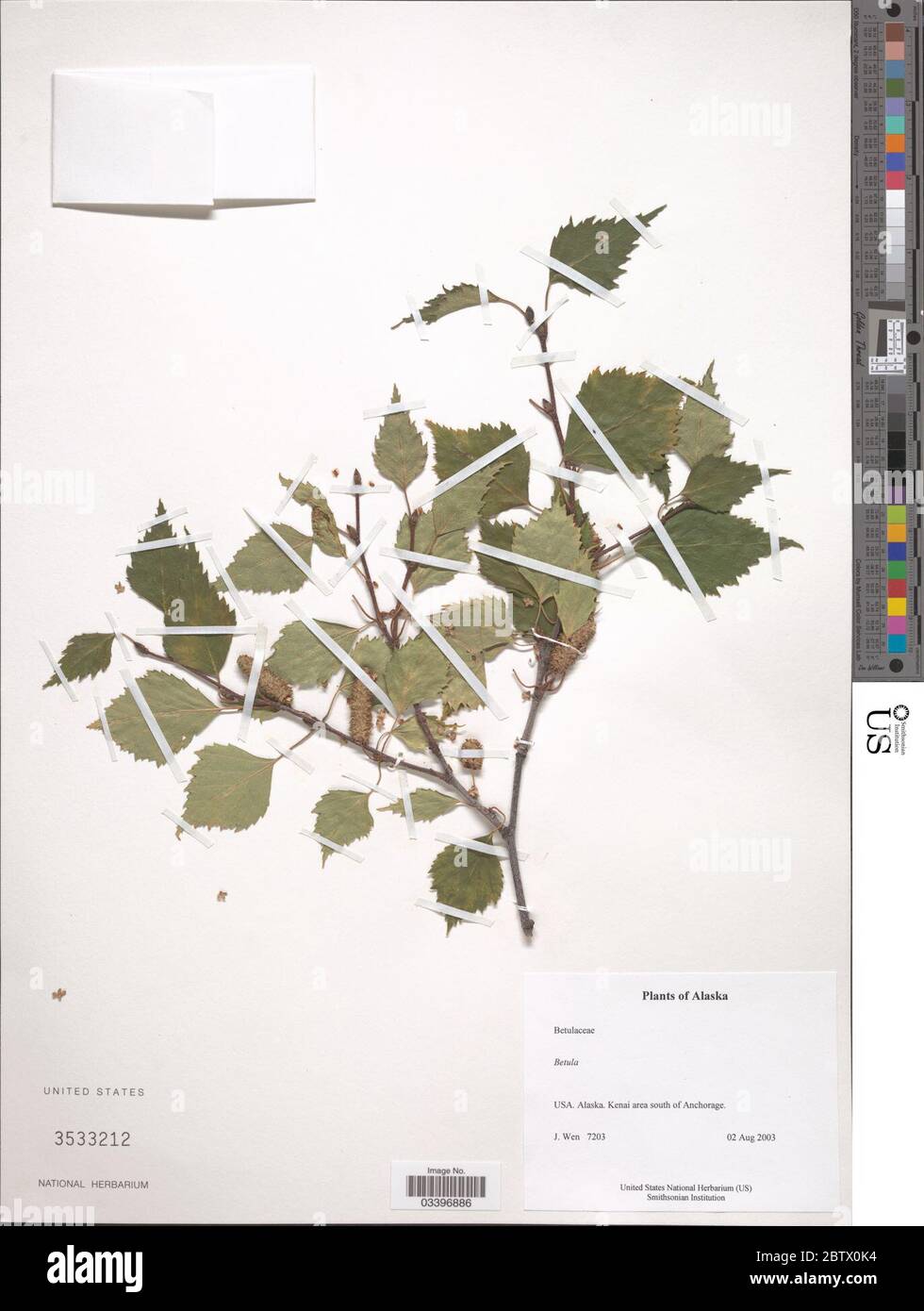 Birch betula sp trees hi-res stock photography and images - Alamy