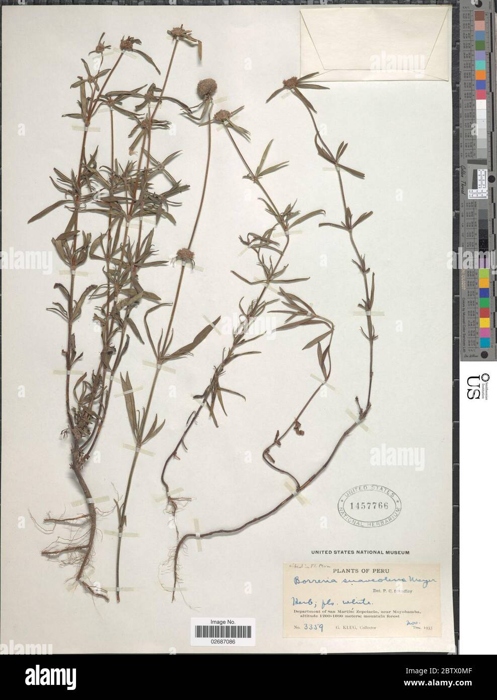 Borreria hi-res stock photography and images - Alamy