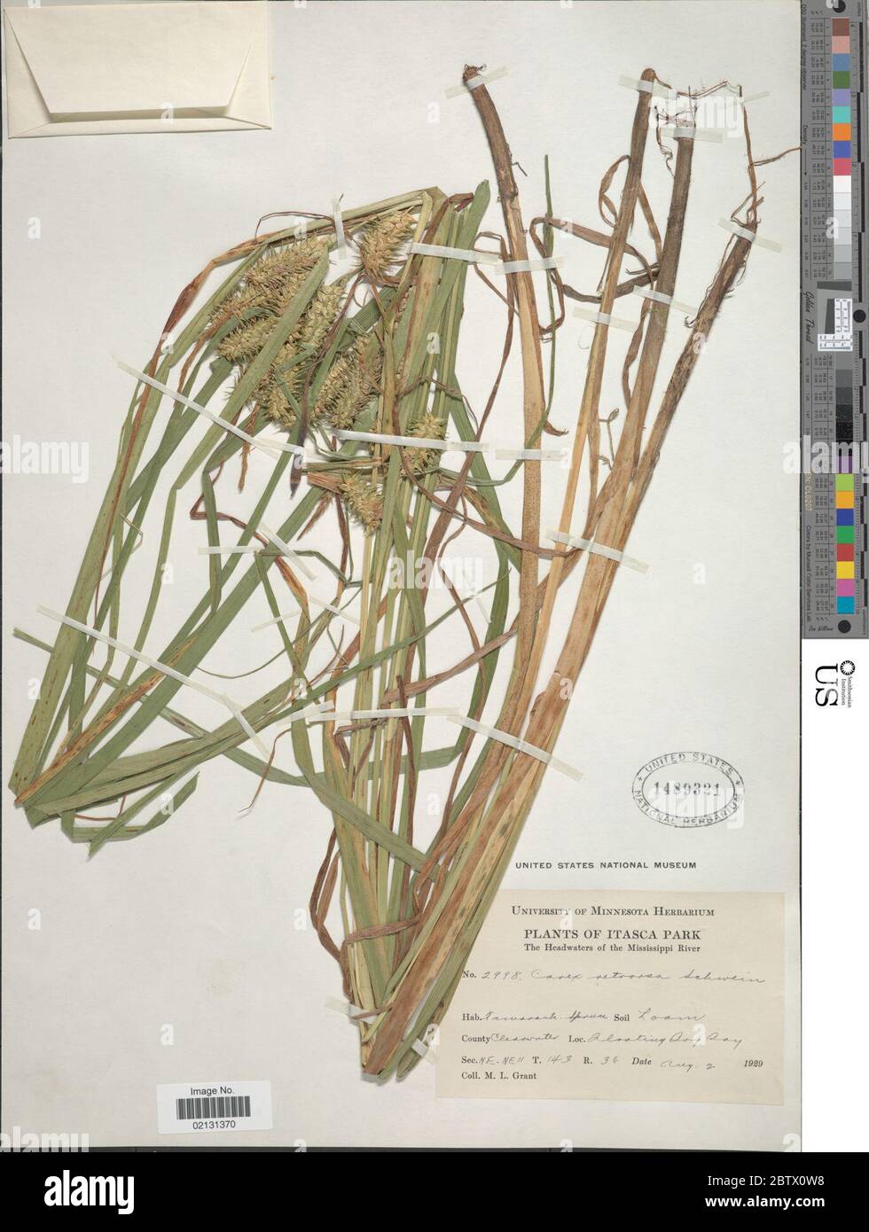 Carex retrorsa Schwein Stock Photo - Alamy