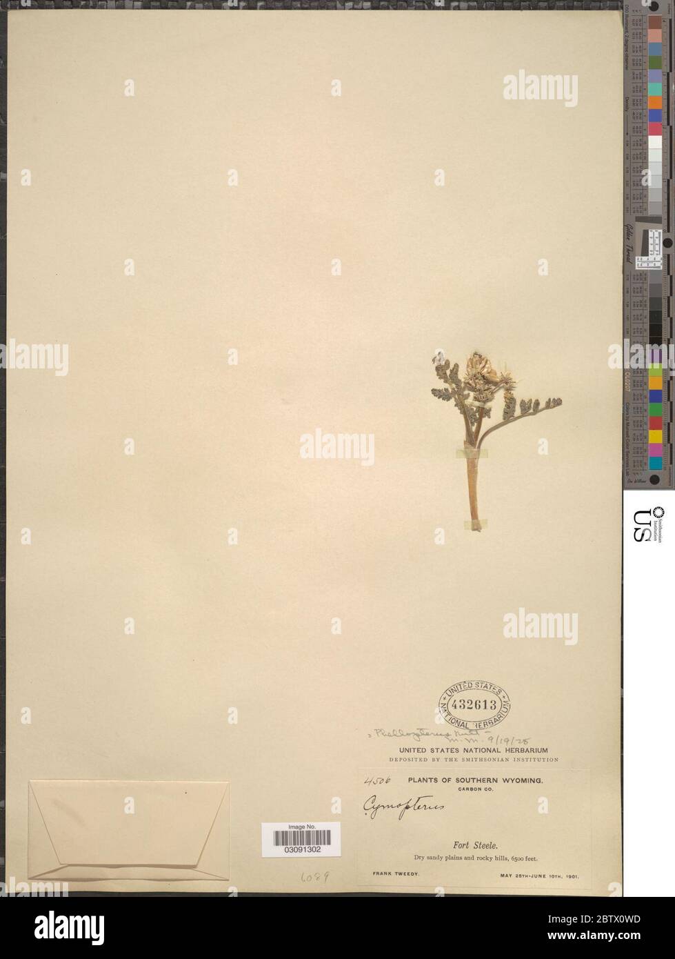 Cymopterus bulbosus A Nelson. 4 Feb 20191 Stock Photo - Alamy