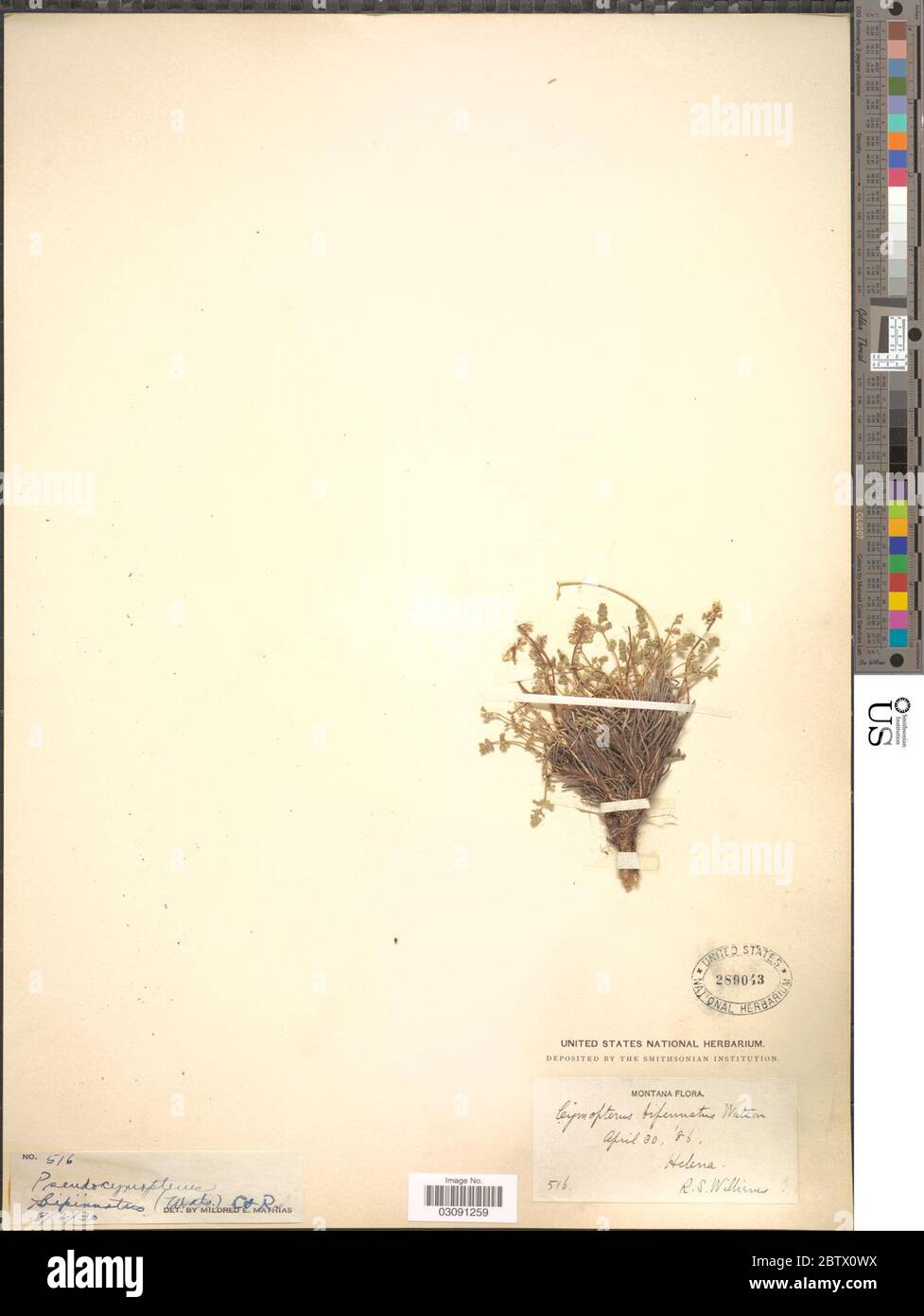 Cymopterus bipinnatus S Watson. 4 Feb 20191 Stock Photo - Alamy