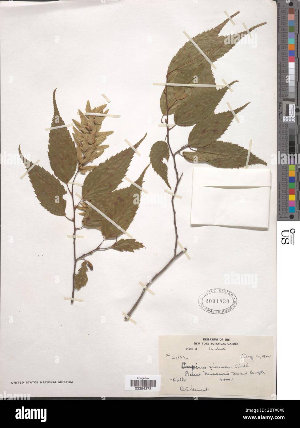 Carpinus viminea var viminea Stock Photo - Alamy