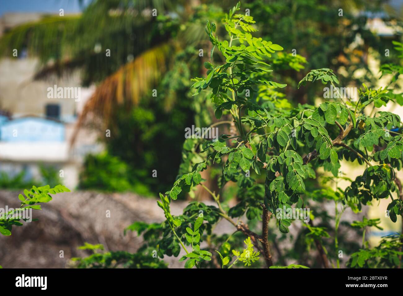 Drum Stick Leafs. Moringa leaves / drumstick spinach. Moringa oleifera ...