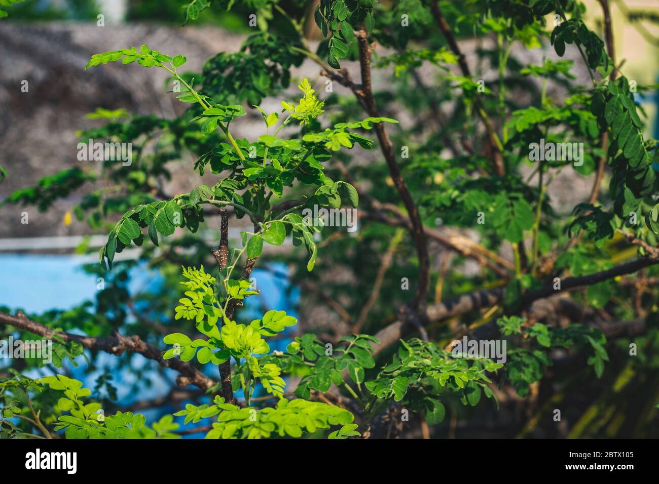 Drum Stick Leafs. Moringa leaves / drumstick spinach. Moringa oleifera ...