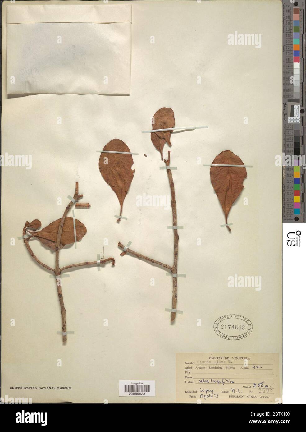 Clusia minor L Stock Photo - Alamy