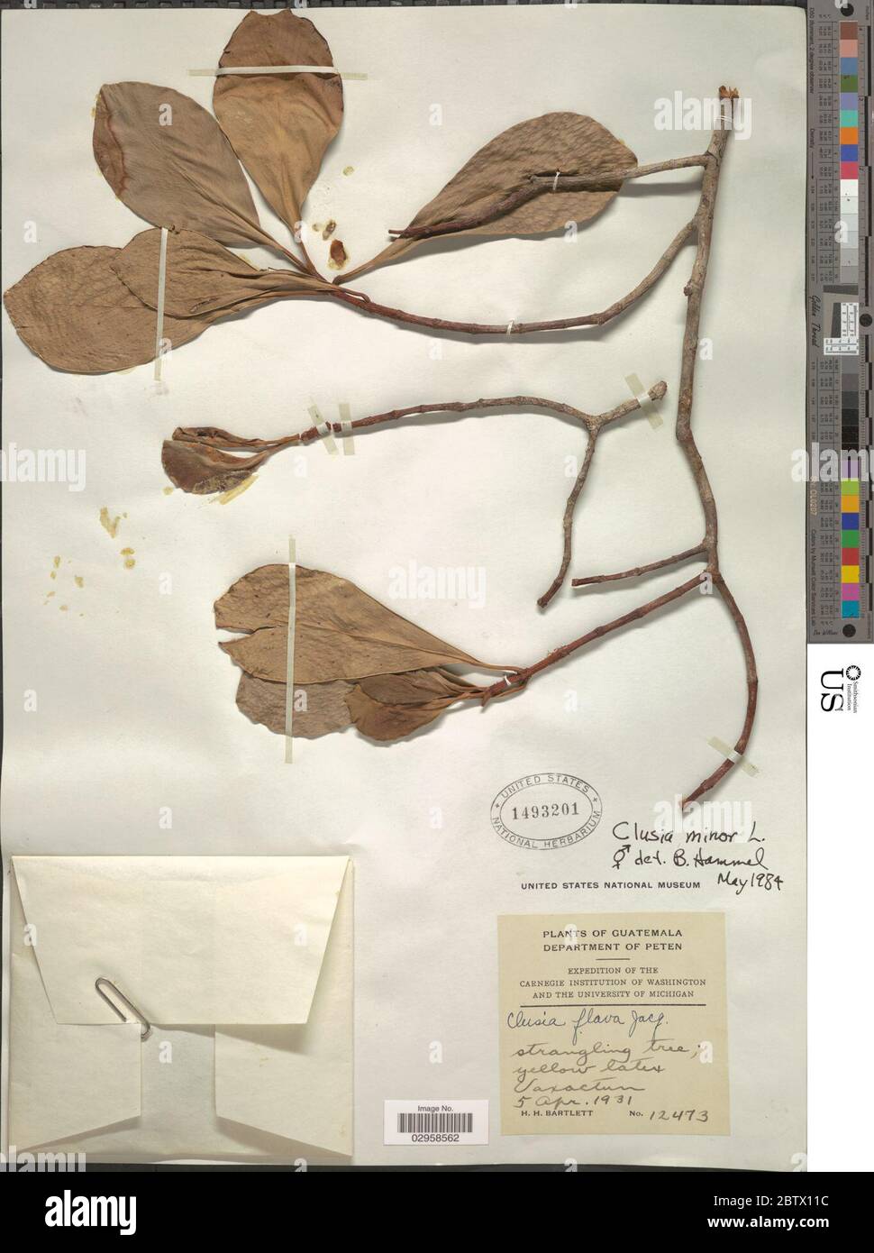 Clusia minor L Stock Photo - Alamy