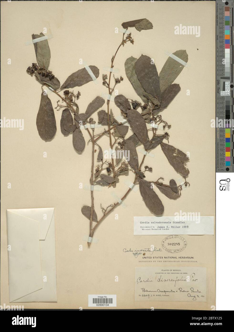 Salvadorensis hi-res stock photography and images - Alamy