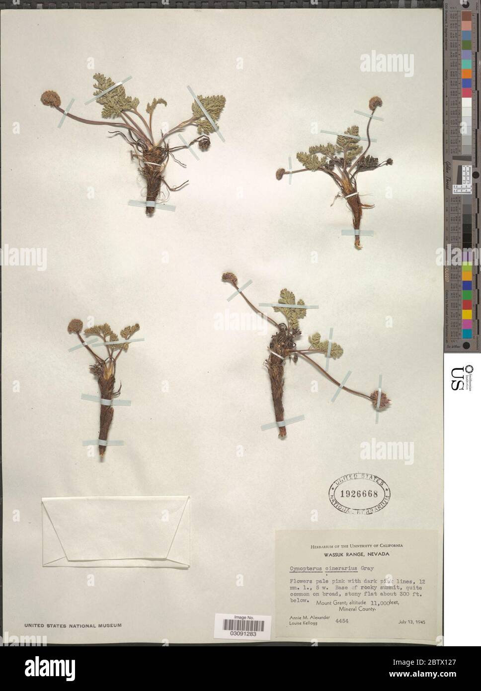 Cinerarius hi-res stock photography and images - Alamy