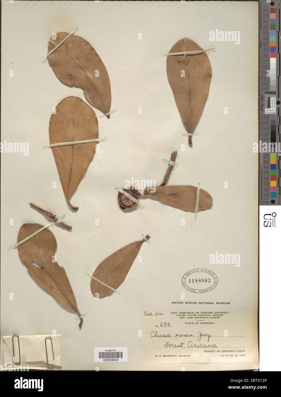 Clusia sp hi-res stock photography and images - Alamy