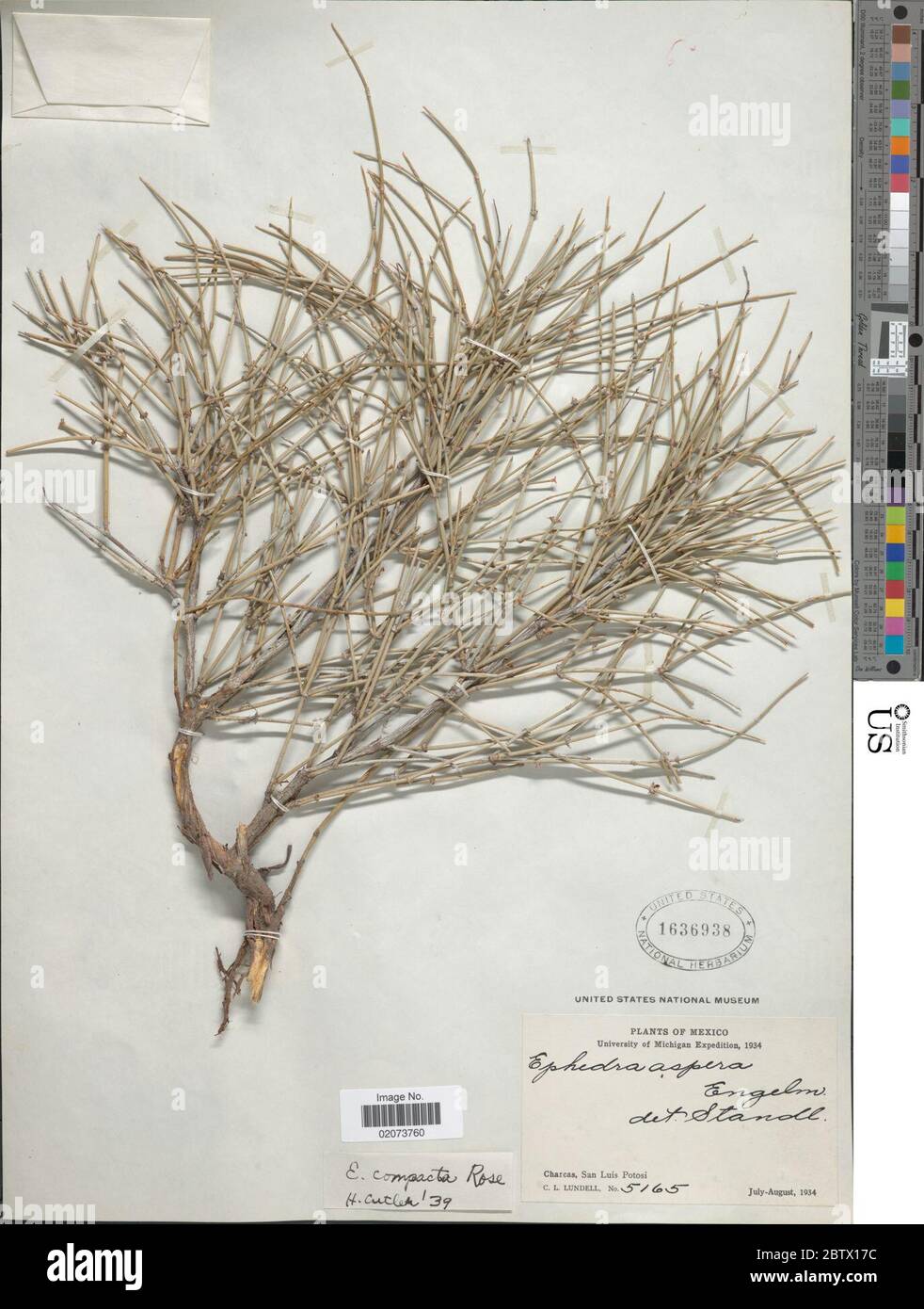 Ephedra compacta Rose Stock Photo - Alamy