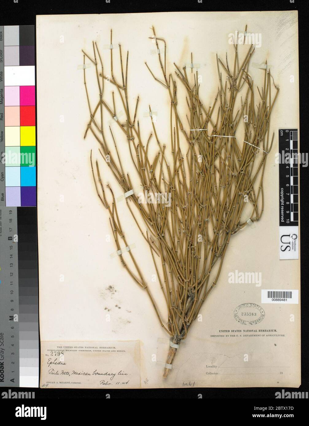 Ephedra ephedra sp hi-res stock photography and images - Alamy