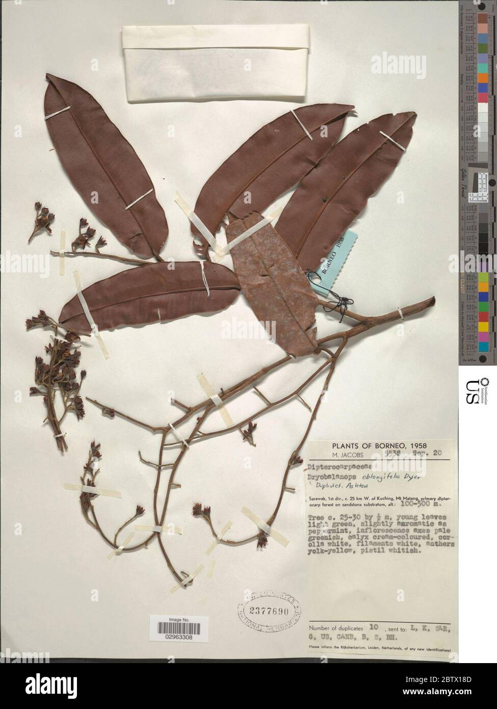 Oblongifolia hi-res stock photography and images - Alamy