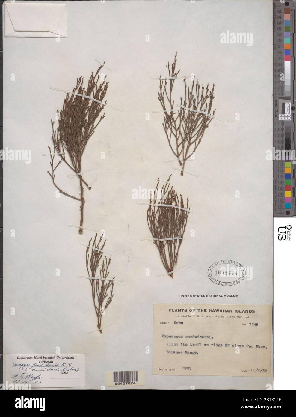 Exocarpus gaudichaudii Baker Stock Photo - Alamy