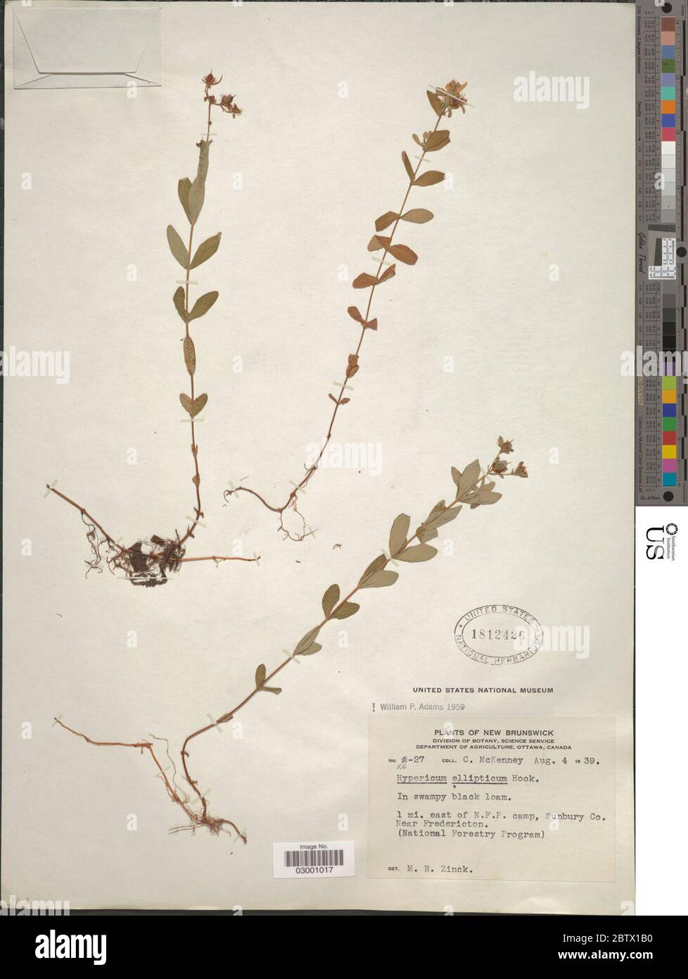 Hypericum ellipticum hi-res stock photography and images - Alamy