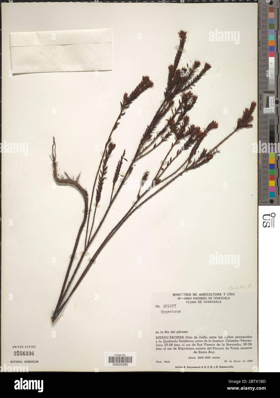 Hypericum sp hi-res stock photography and images - Alamy