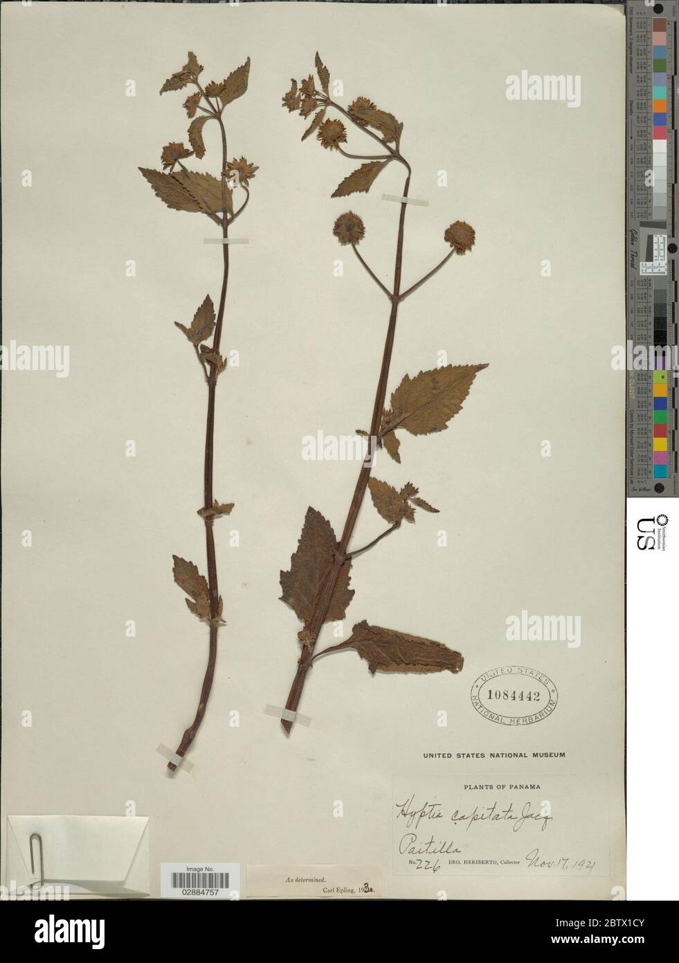 Hyptis capitata hi-res stock photography and images - Alamy