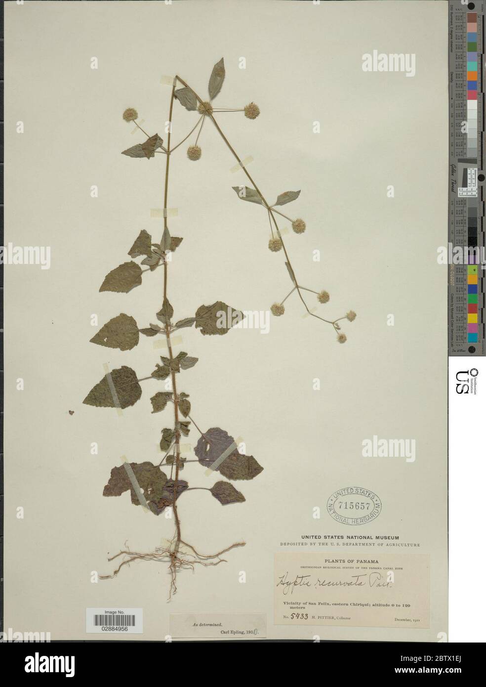 Hyptis hi-res stock photography and images - Alamy