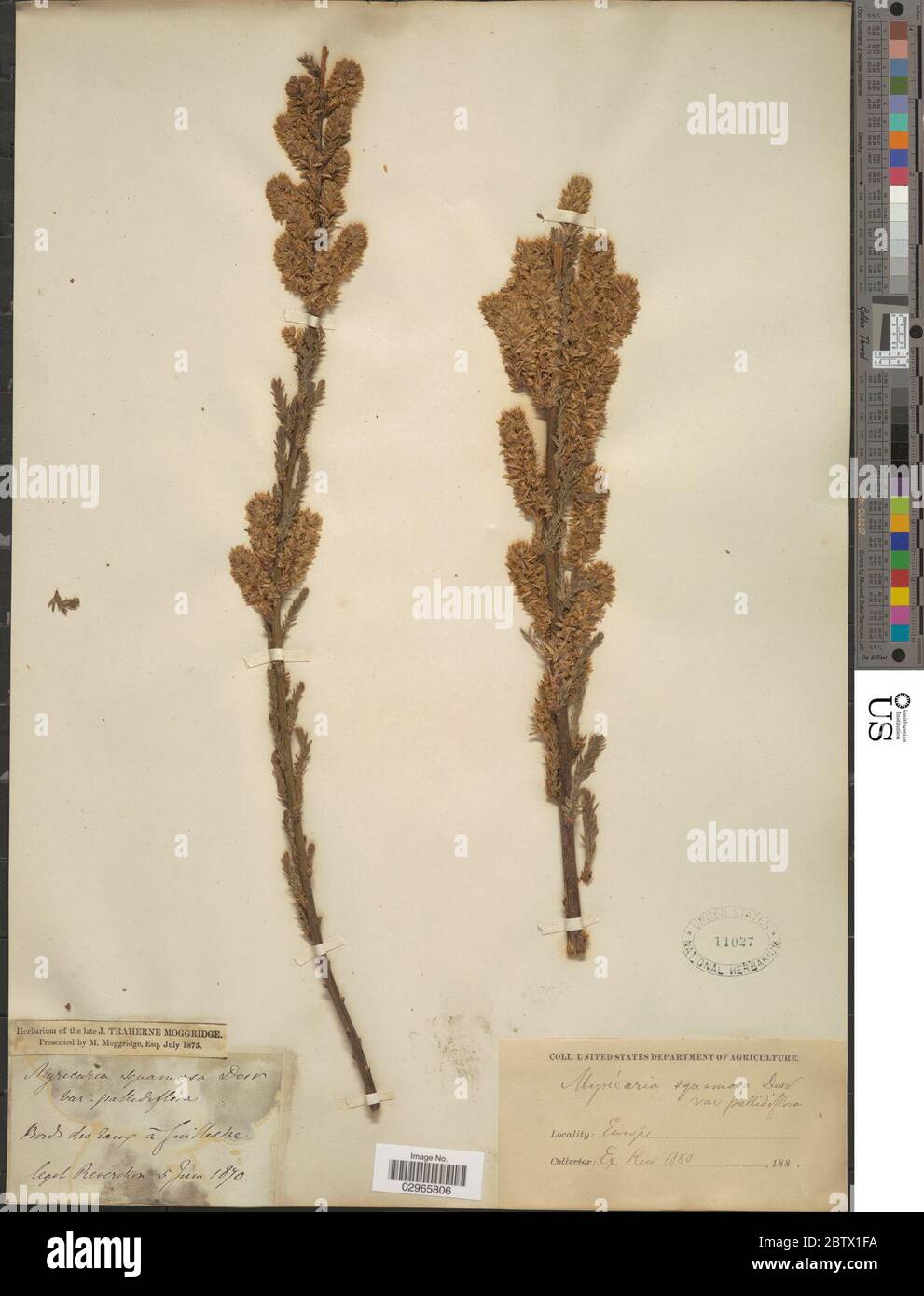 Myricaria hi-res stock photography and images - Alamy