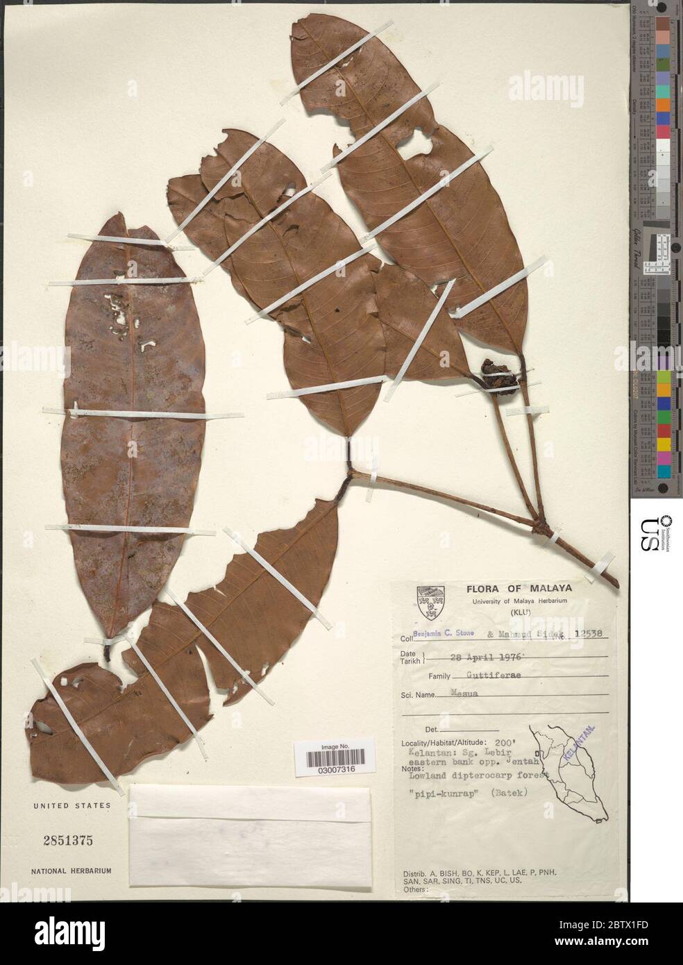 Mesua hi-res stock photography and images - Alamy