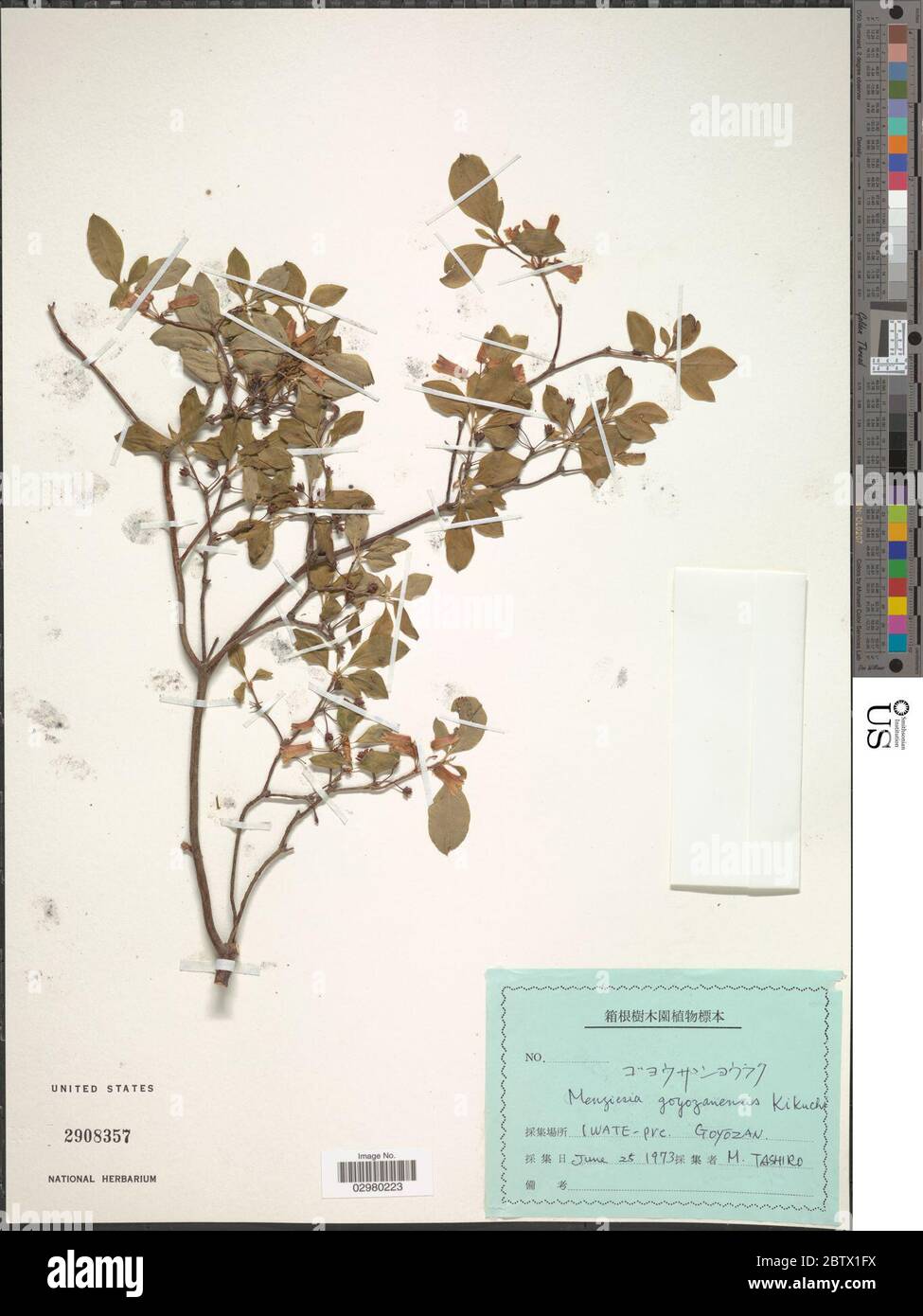 Menziesia High Resolution Stock Photography and Images - Alamy