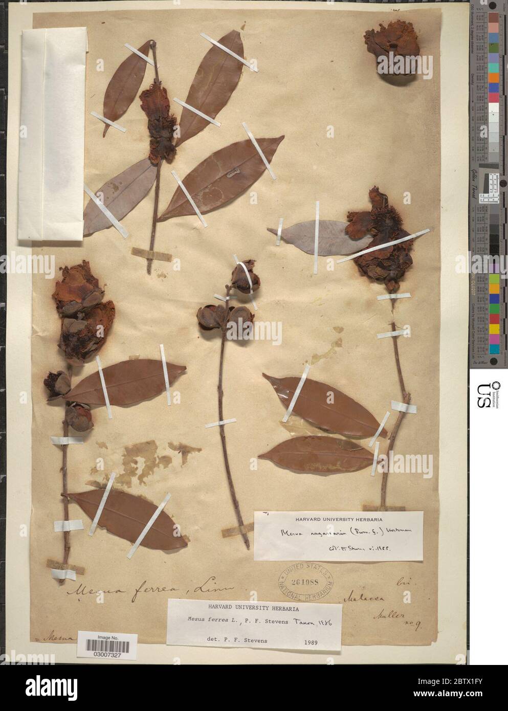 Mesua hi-res stock photography and images - Alamy