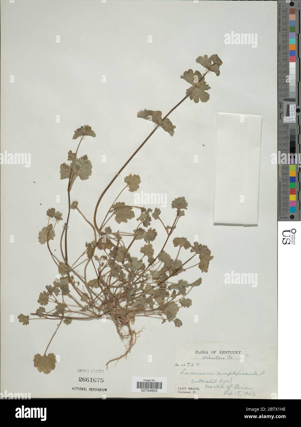 Lamium amplexicaule L Stock Photo - Alamy