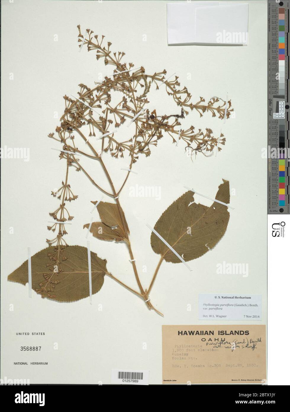 Phyllostegia hi-res stock photography and images - Alamy