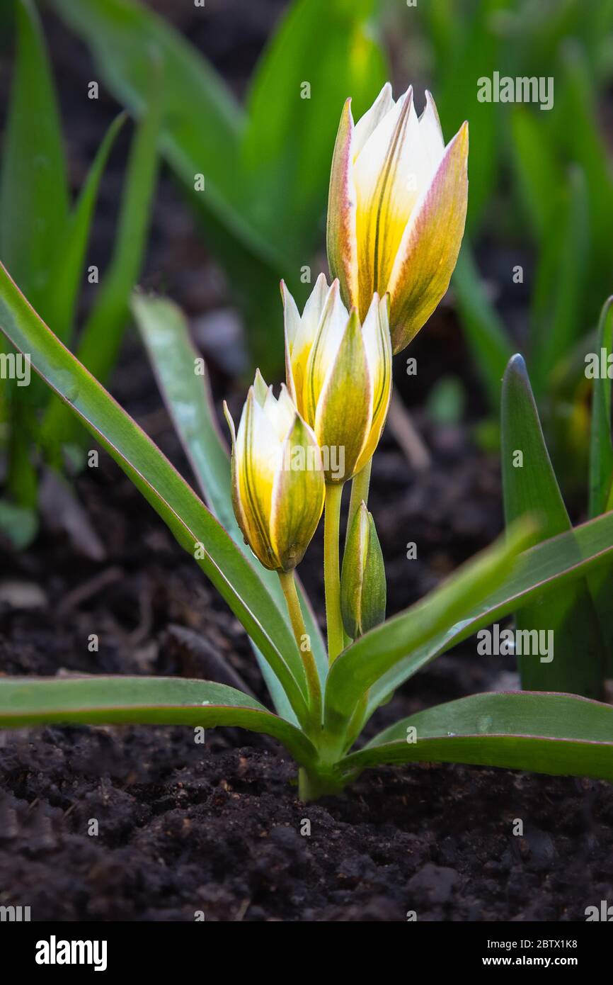 Flower tulipa tarda botanical hi-res stock photography and images - Alamy