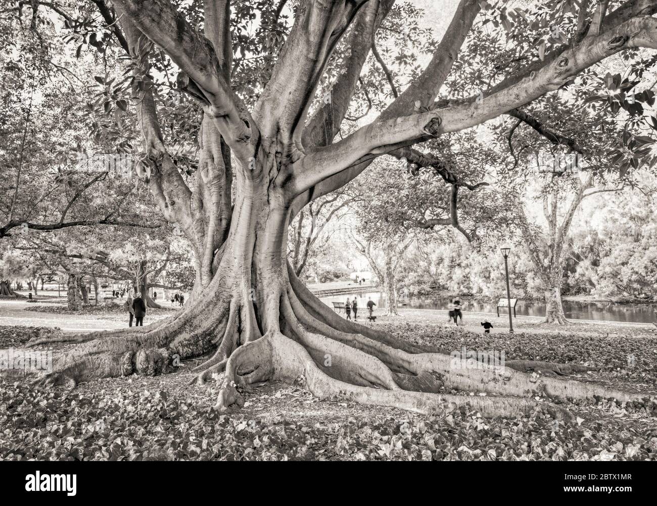 Tree in hyde park hi-res stock photography and images - Alamy