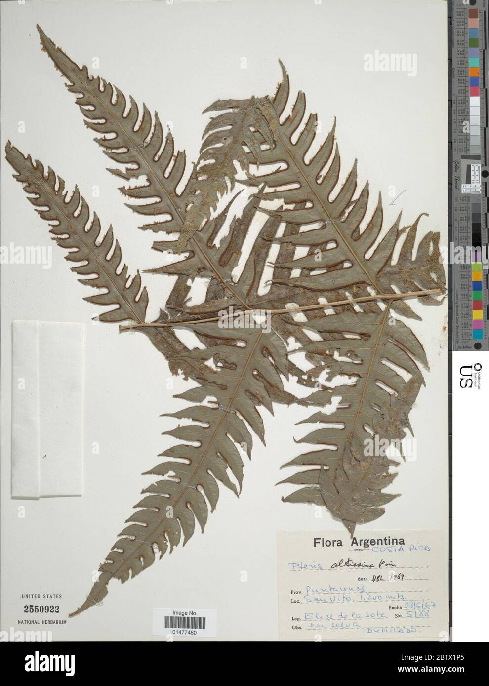 Pteris altissima hi-res stock photography and images - Alamy