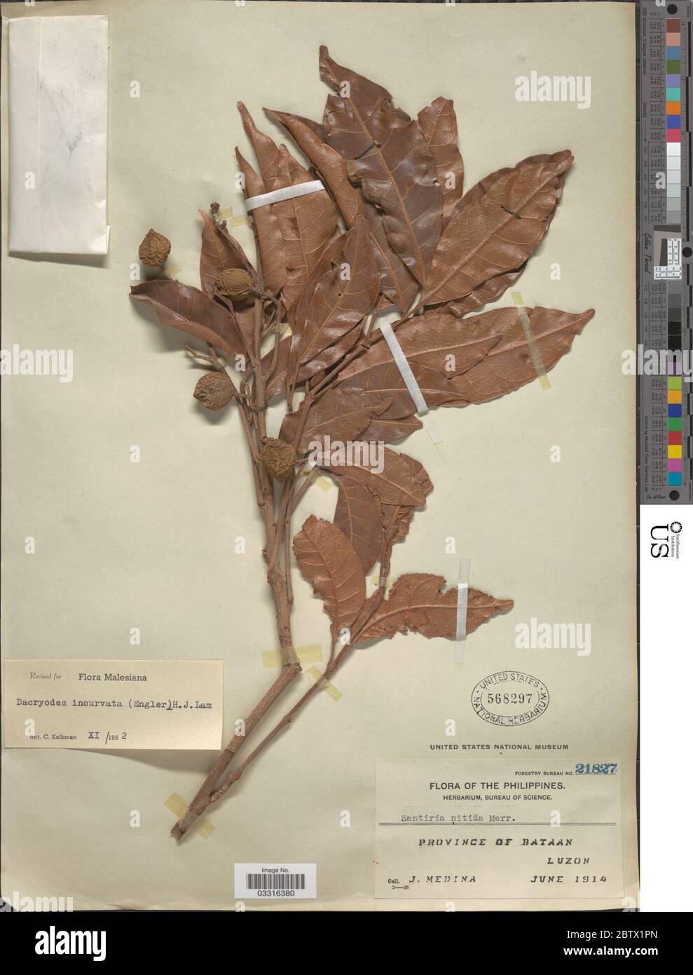 Dacryodes incurvata hi-res stock photography and images - Alamy