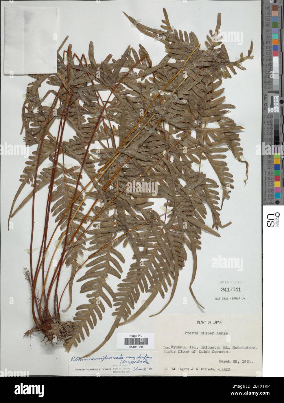 Pteris semipinnata hi-res stock photography and images - Alamy