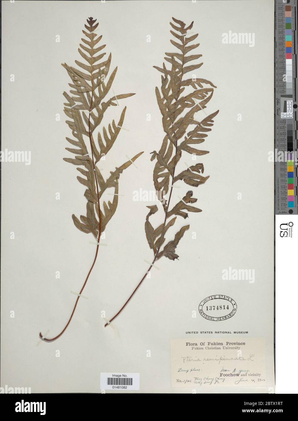 Pteris semipinnata L Stock Photo - Alamy