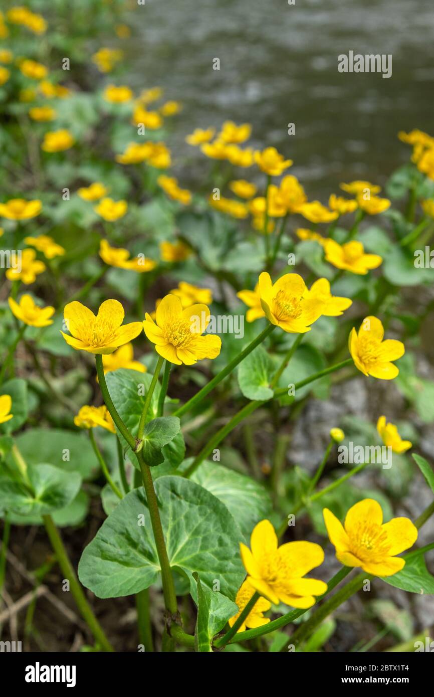 Caltha palustris yellow flowers Stock Photo - Alamy