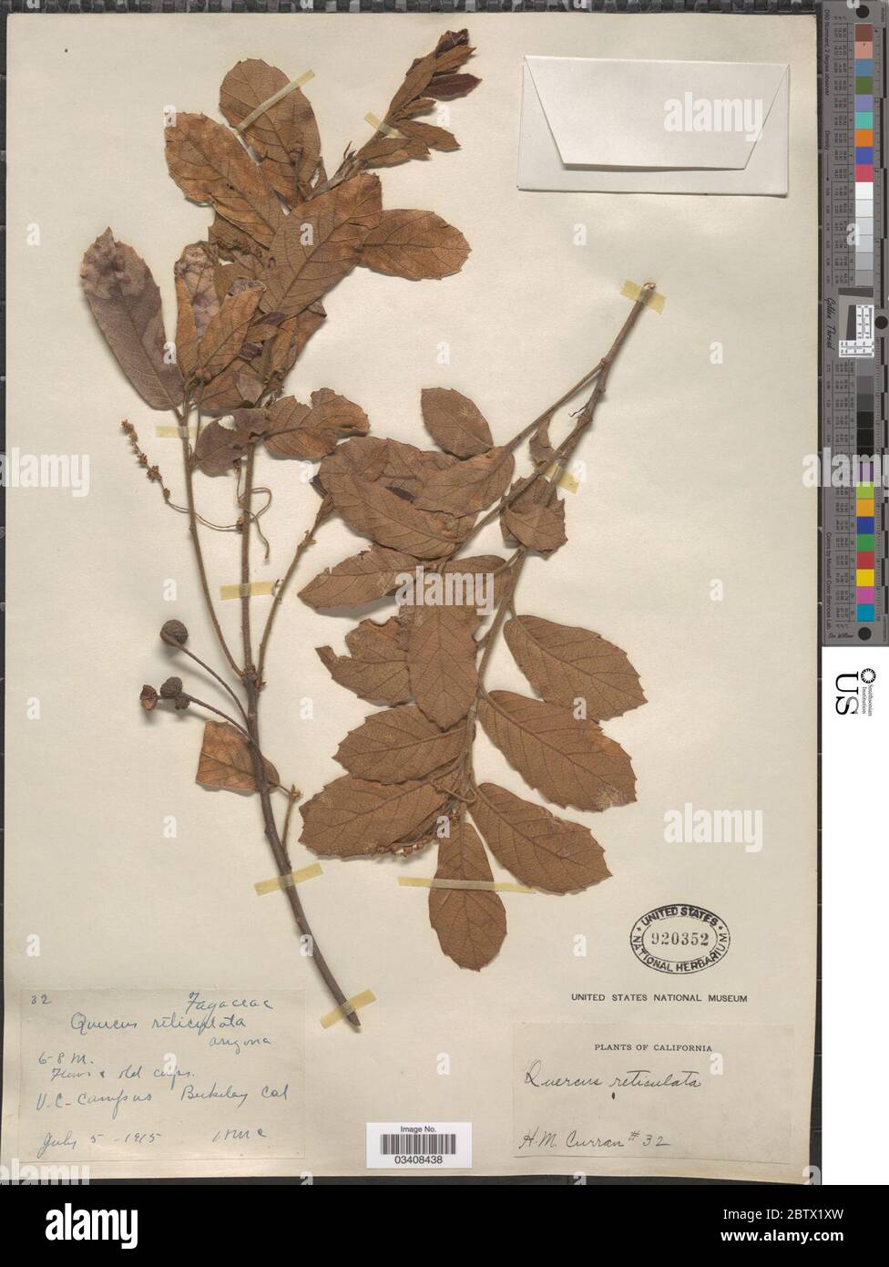 Quercus rugosa hi-res stock photography and images - Alamy