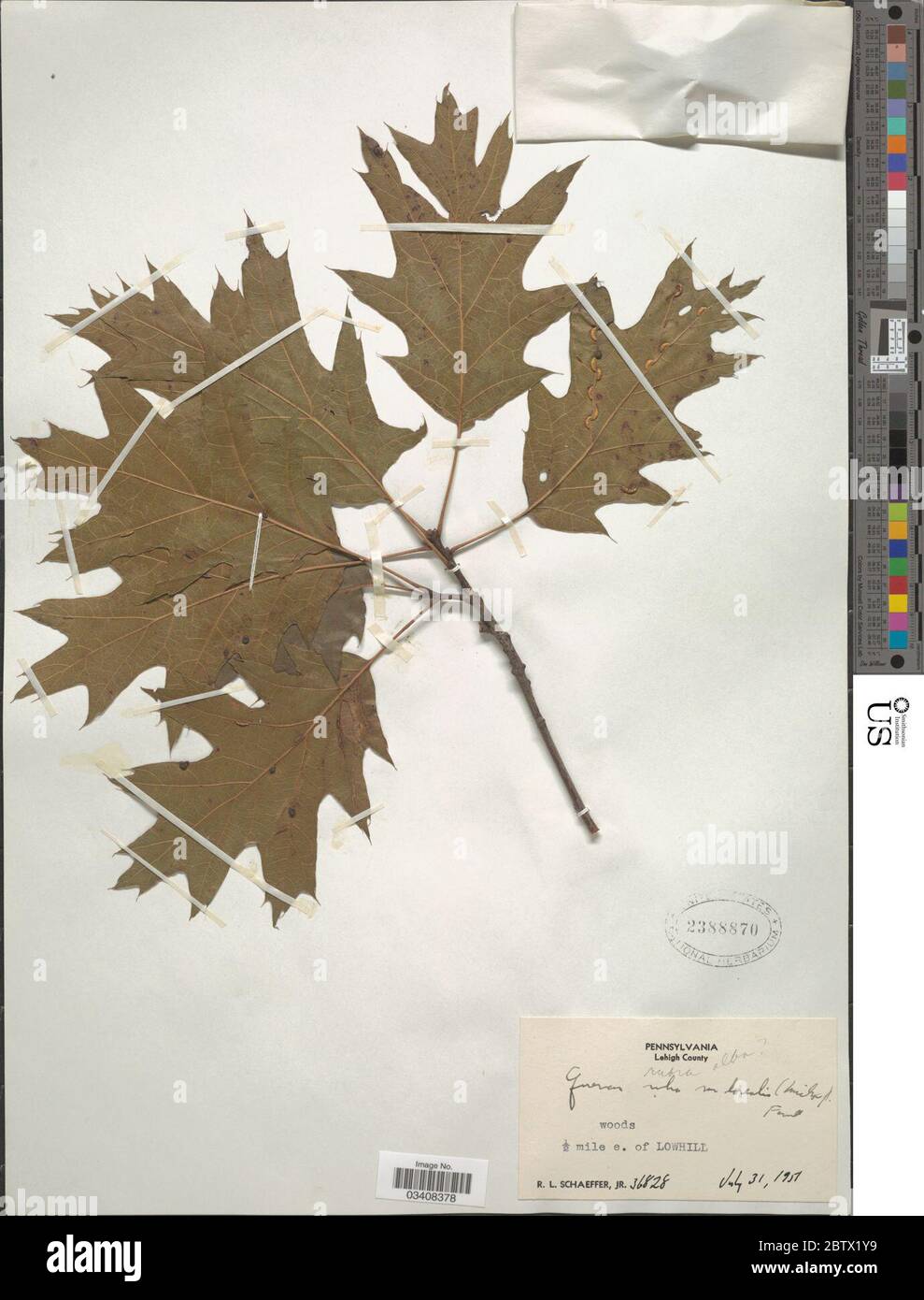 Quercus rubra L Stock Photo - Alamy