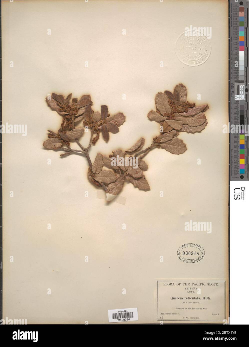 Quercus rugosa hi-res stock photography and images - Alamy