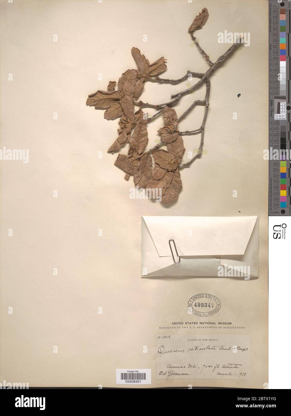 Quercus rugosa hi-res stock photography and images - Alamy