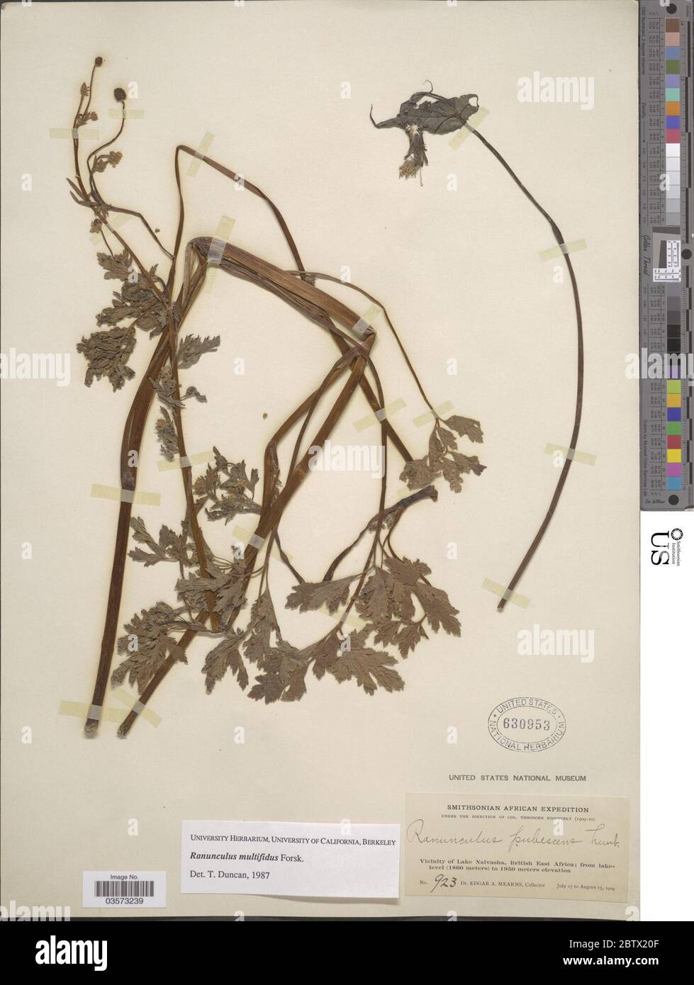 Multifidus hi-res stock photography and images - Alamy